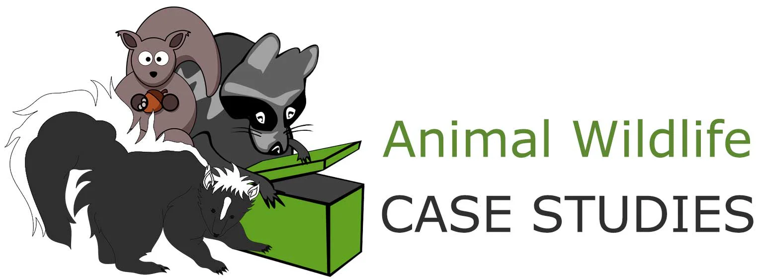 Animal removal case studies by Hawkeye Bird and animal control team