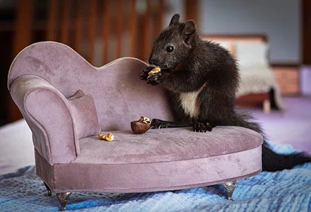 Help! There's an animal in my house!