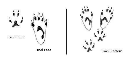 ️ Chipmunk Control & Removal Services Toronto 416 429-5393