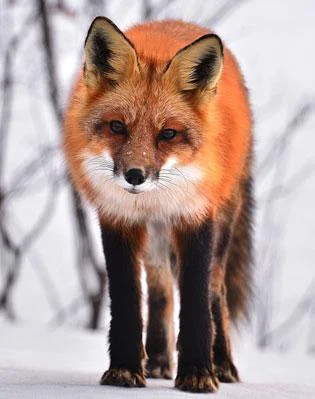 ️Fox Control & Removal Wildlife Removal Toronto 416 429-5393