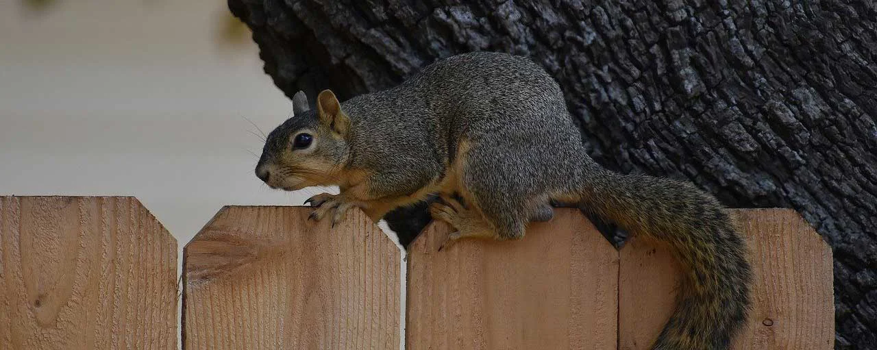 Squirrel On The Fence