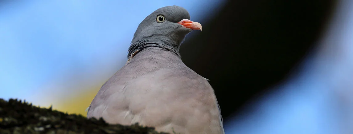 Pigeons on Your Property: What to Do and Why They Keep Coming Back