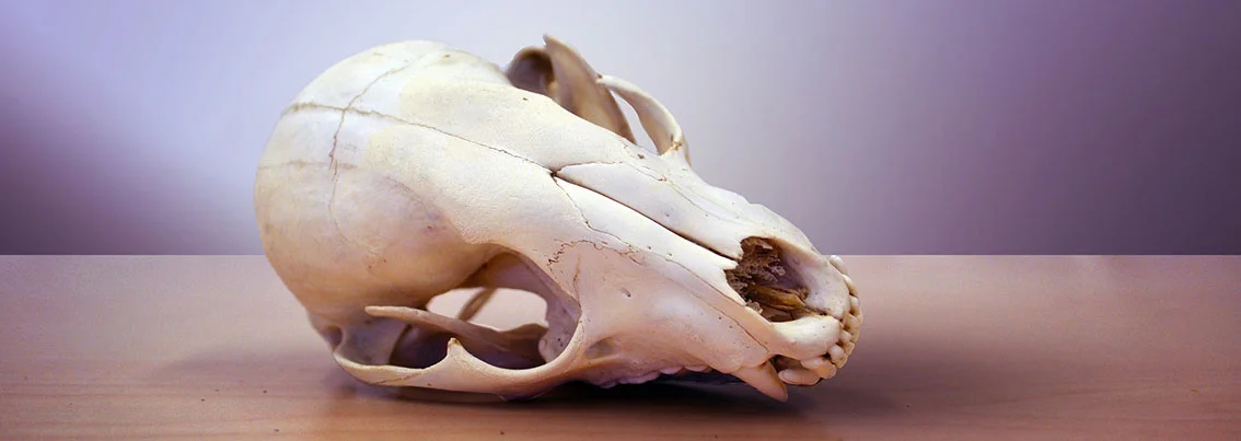 What to Do for Dead Raccoon Removal in Toronto and the GTA