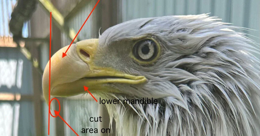 The importance of coping a bird of prey's beak