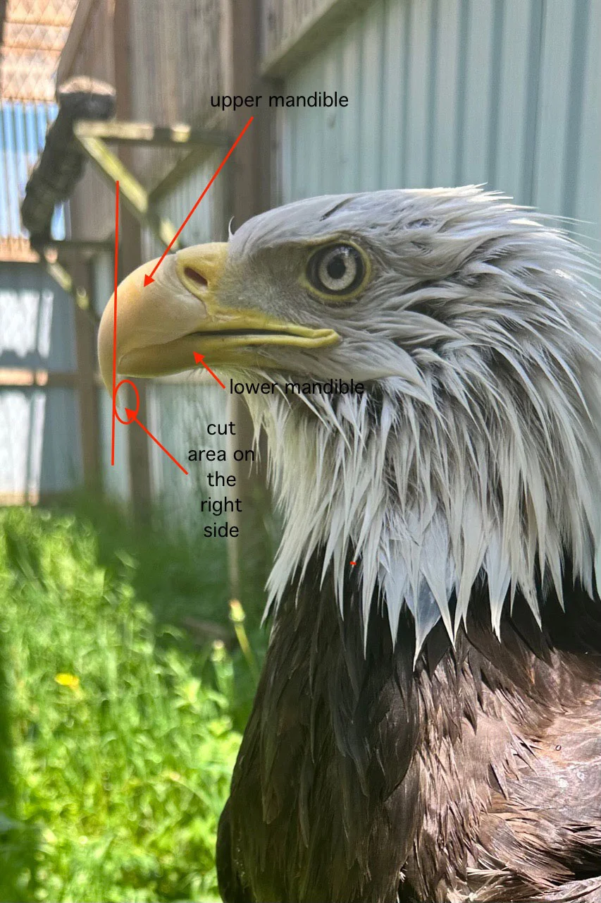 The importance of coping a bird of prey's beak