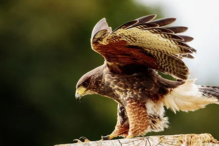 Falconry FAQs