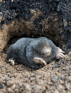 How to Get Rid of Moles in Your Yard