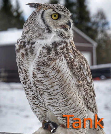 Fun things to do in Toronto, Owl Experience 416-429-5393
