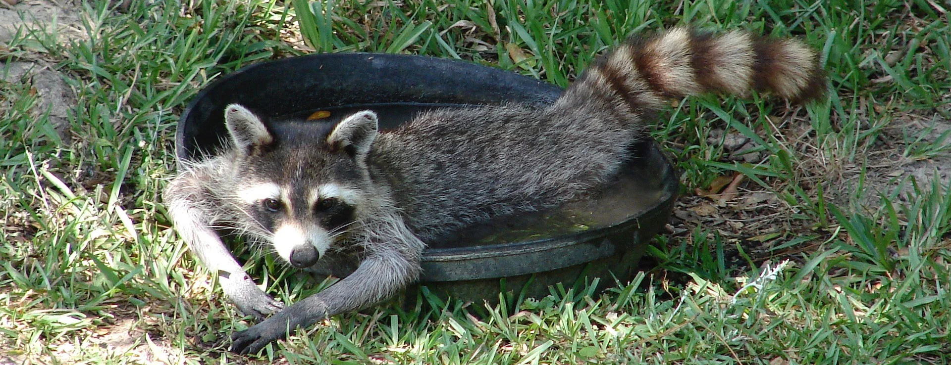 What Should You Do if You Encounter a Raccoon in Toronto?