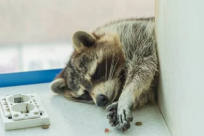 Raccoon Control and Removal in Fall and Winter