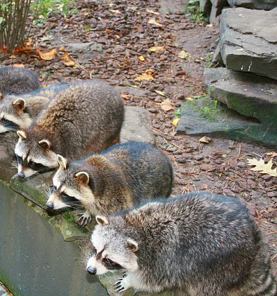 Do NOT Poison Animals