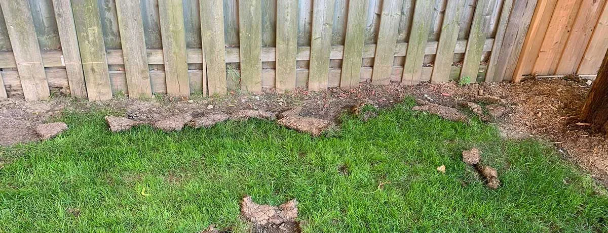 Raccoons in Backyard: Prevention, Risks and Solutions