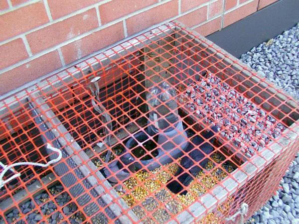️Live Pigeon Trapping Toronto | Advantages – (416) 429-5393
