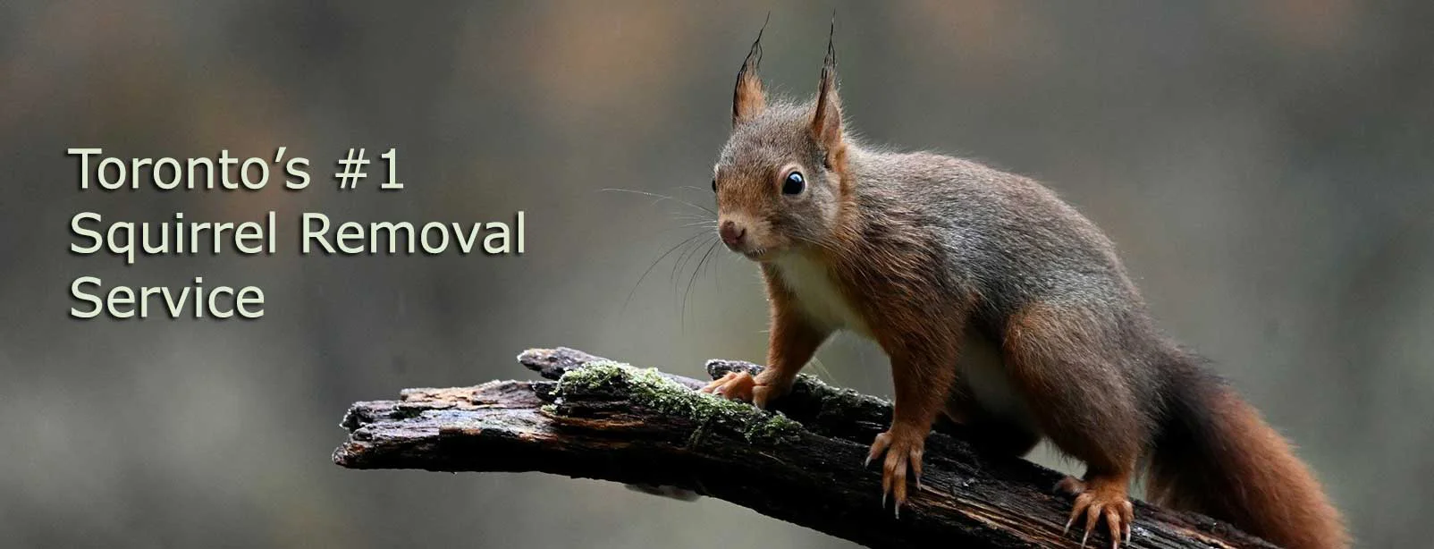 Toronto Squirrel Control & Removal GUARANTEED 416-429-5393